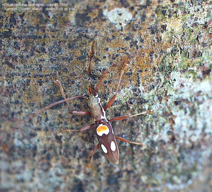 Papua Insects Foundation (Coleoptera/Cerambycidae/Lamiinae)